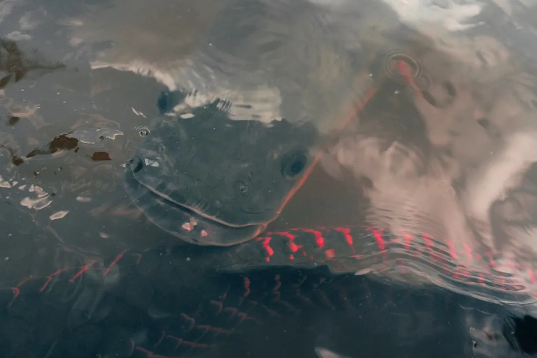 Netflix Launches Video Podcasts with Pete Davidson